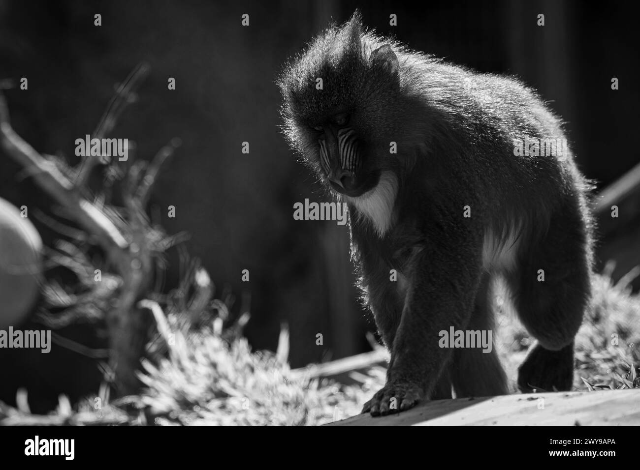 A grayscale of a monkey standing on rocks at a zoo Stock Photo - Alamy