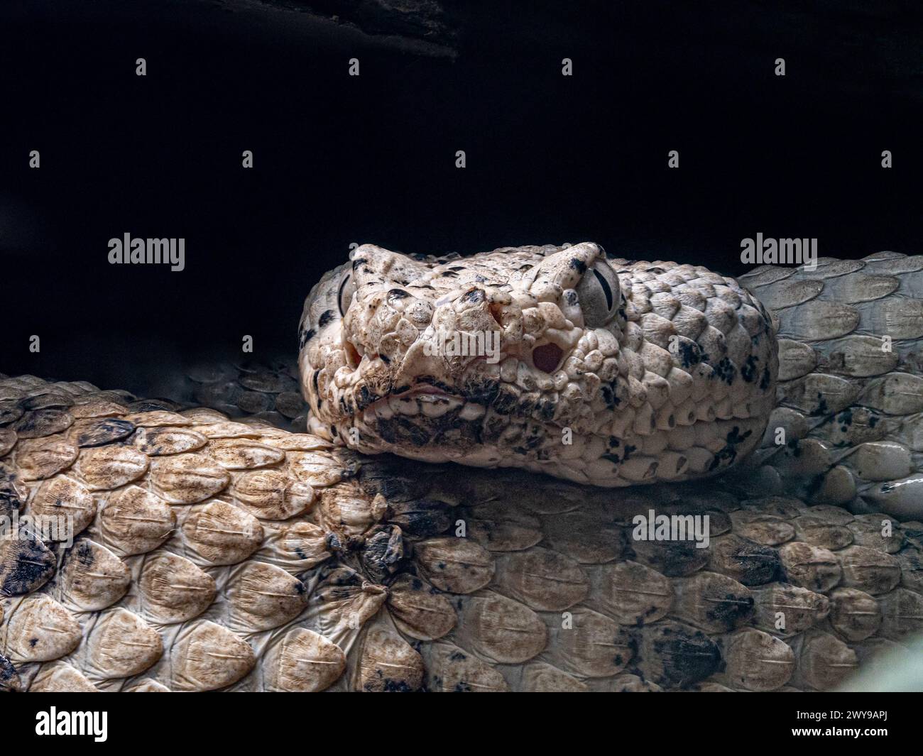 A close-up of a coiled alligator snake Stock Photo - Alamy
