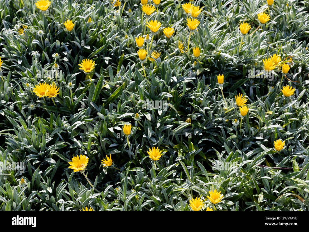 Sunlight amidst wildflowers hi-res stock photography and images - Alamy