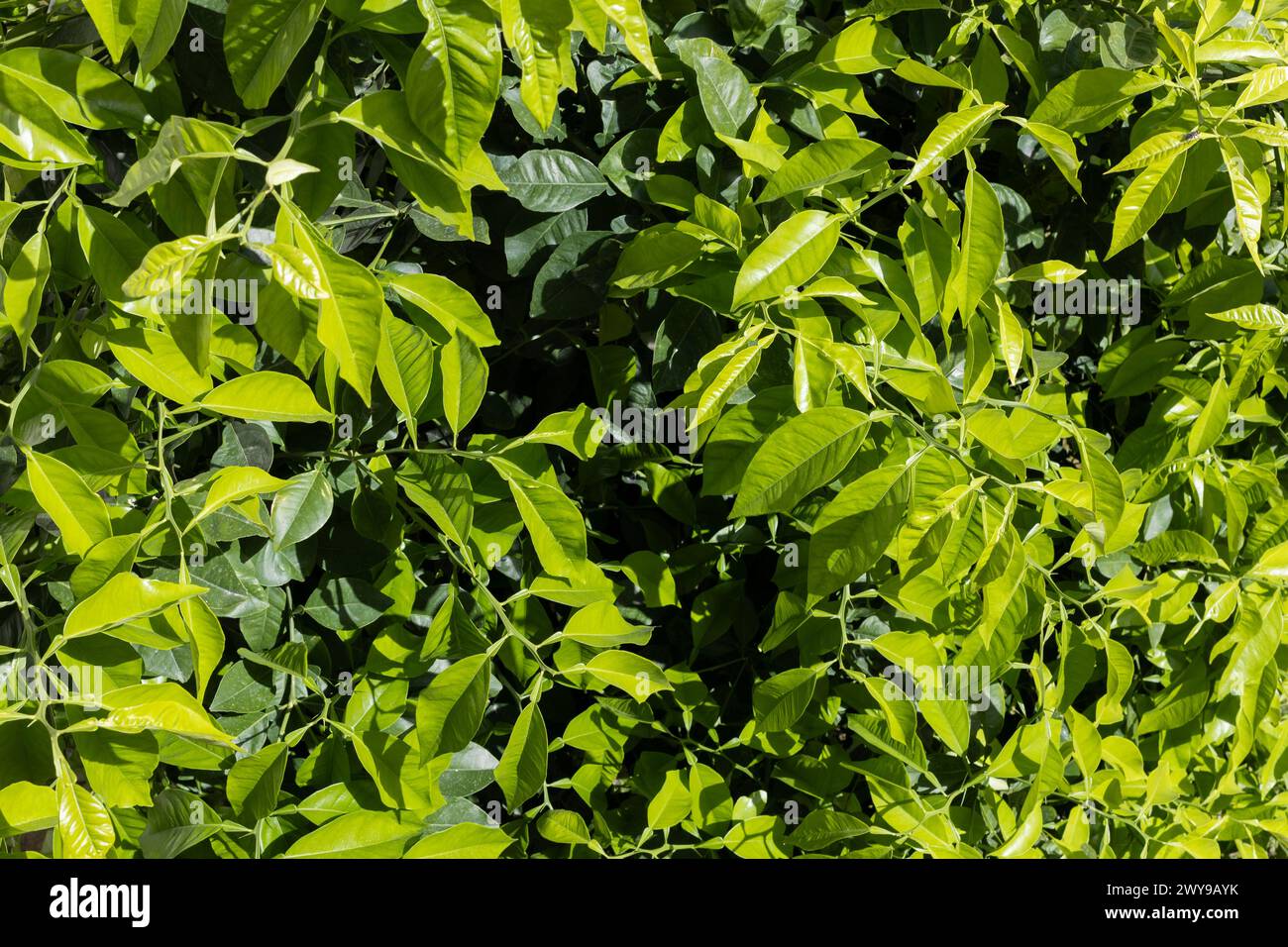 Lush green foliage in hi-res stock photography and images - Alamy