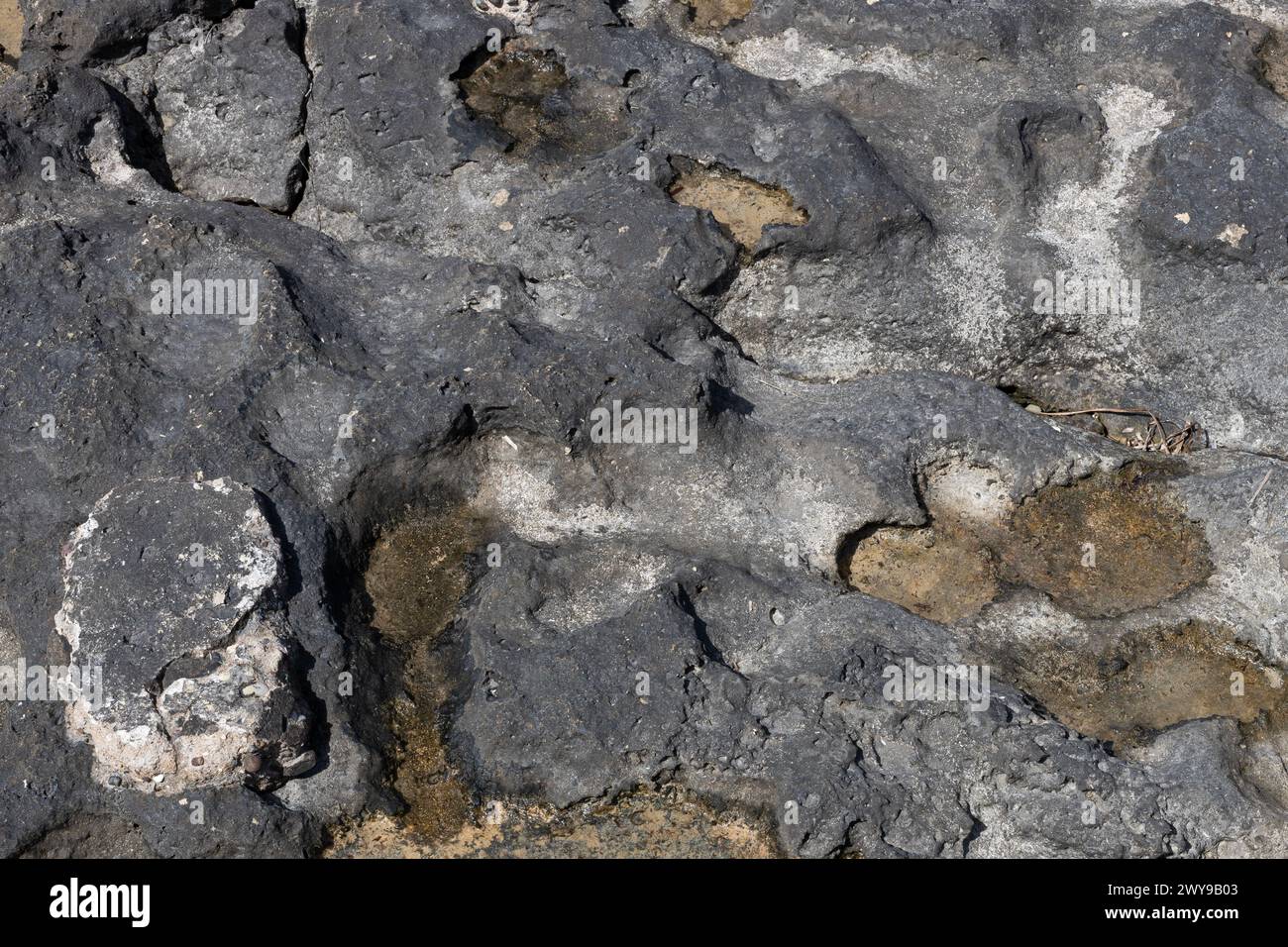 Fossiliferous limestone hi-res stock photography and images - Alamy