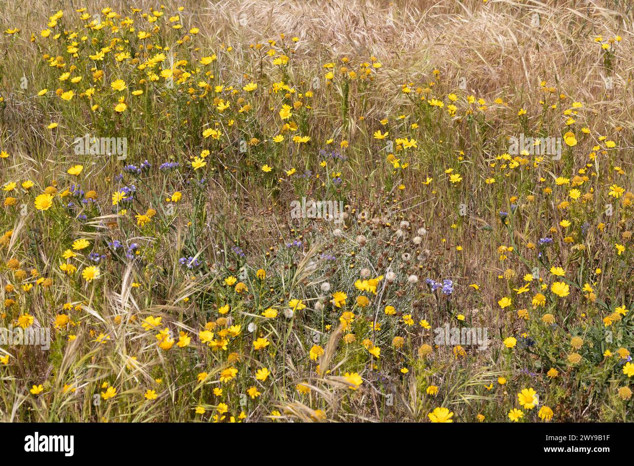 Wildflower meadow in bloom hi-res stock photography and images - Alamy