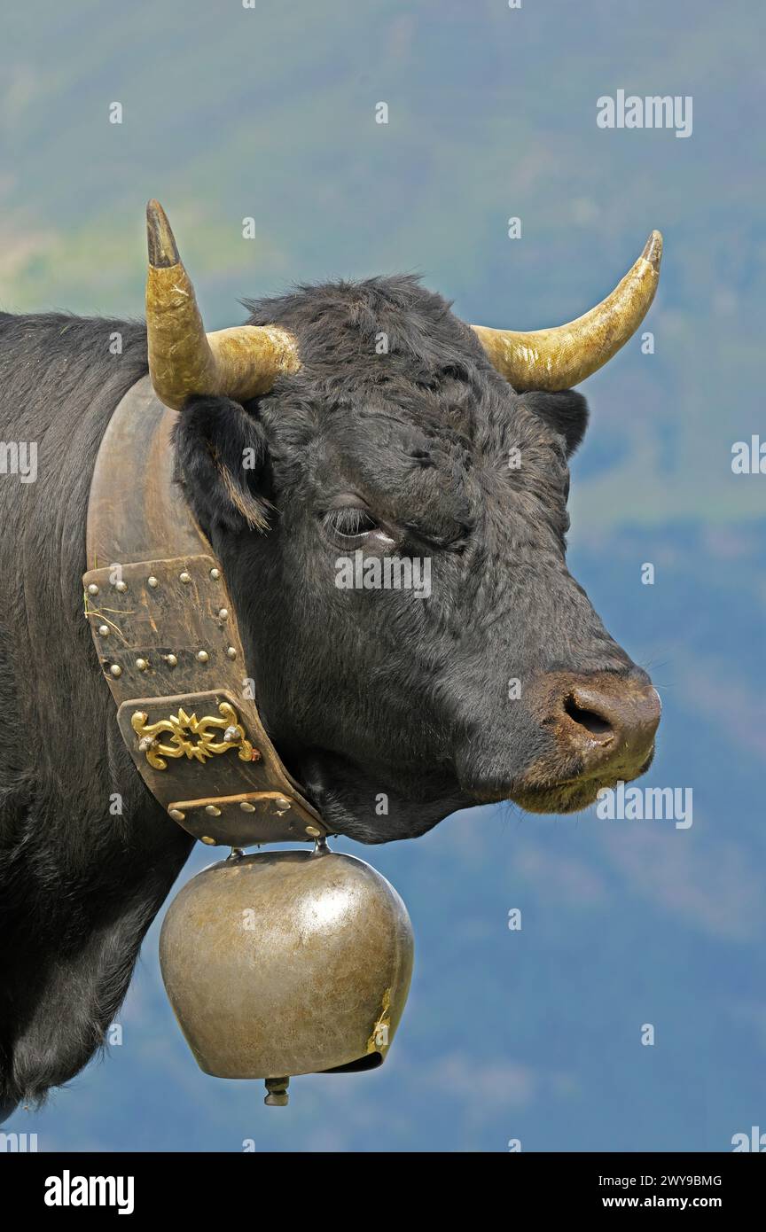 Eringer breed hi-res stock photography and images - Alamy