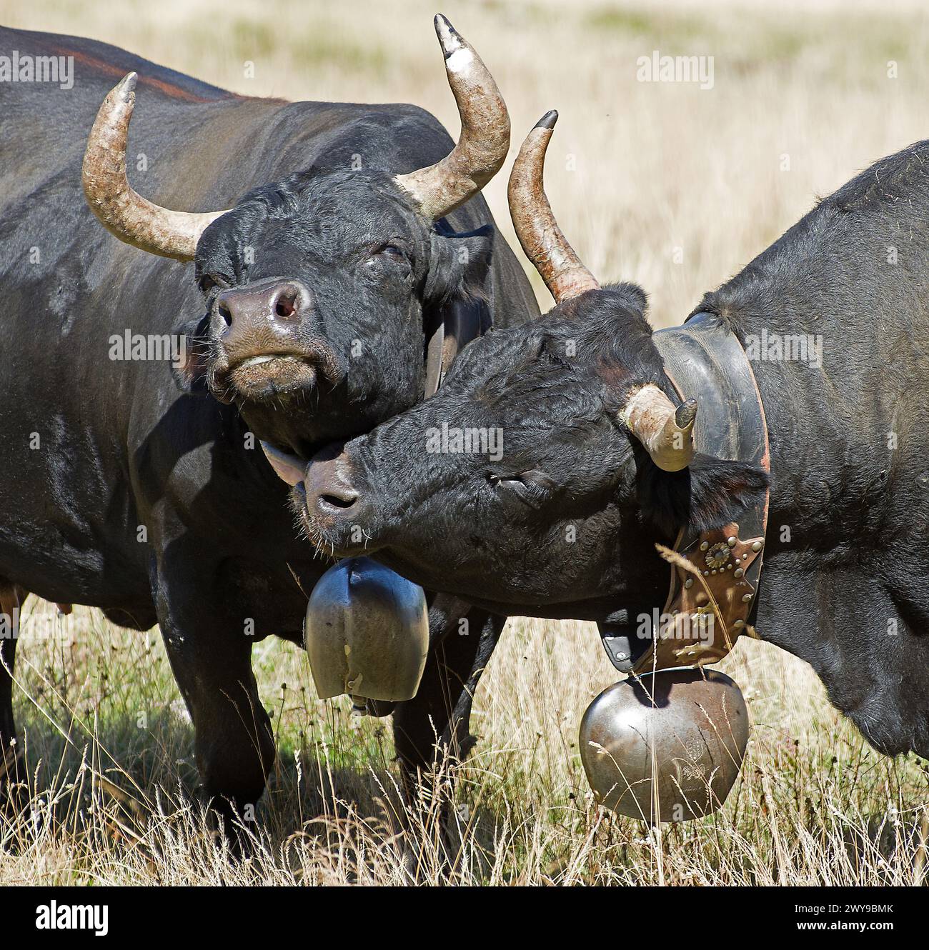 Two Swiss Eringer cows preening mutually. Wallis, Switzerland Stock ...