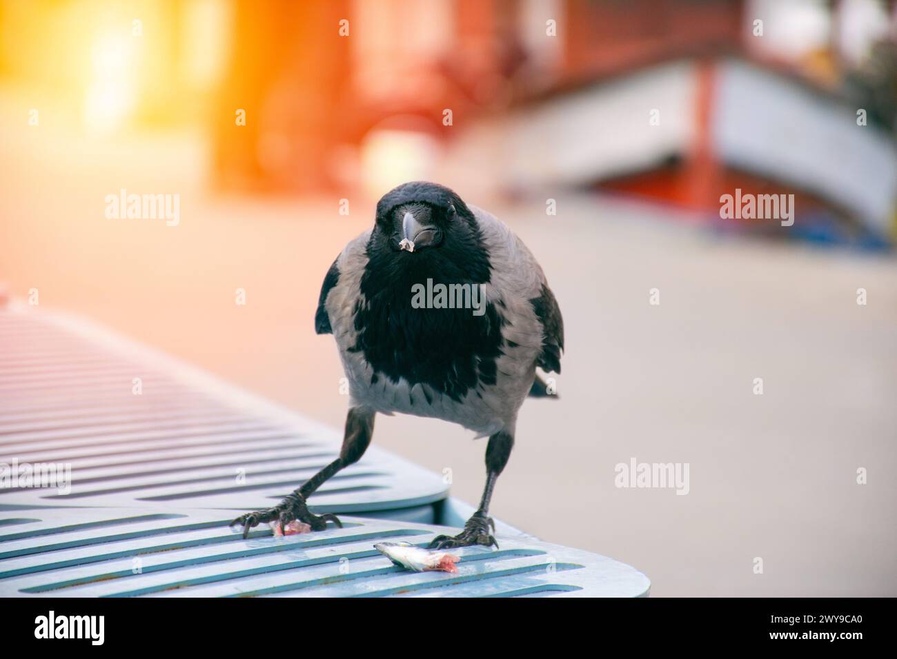 American crow feeding hi-res stock photography and images - Alamy