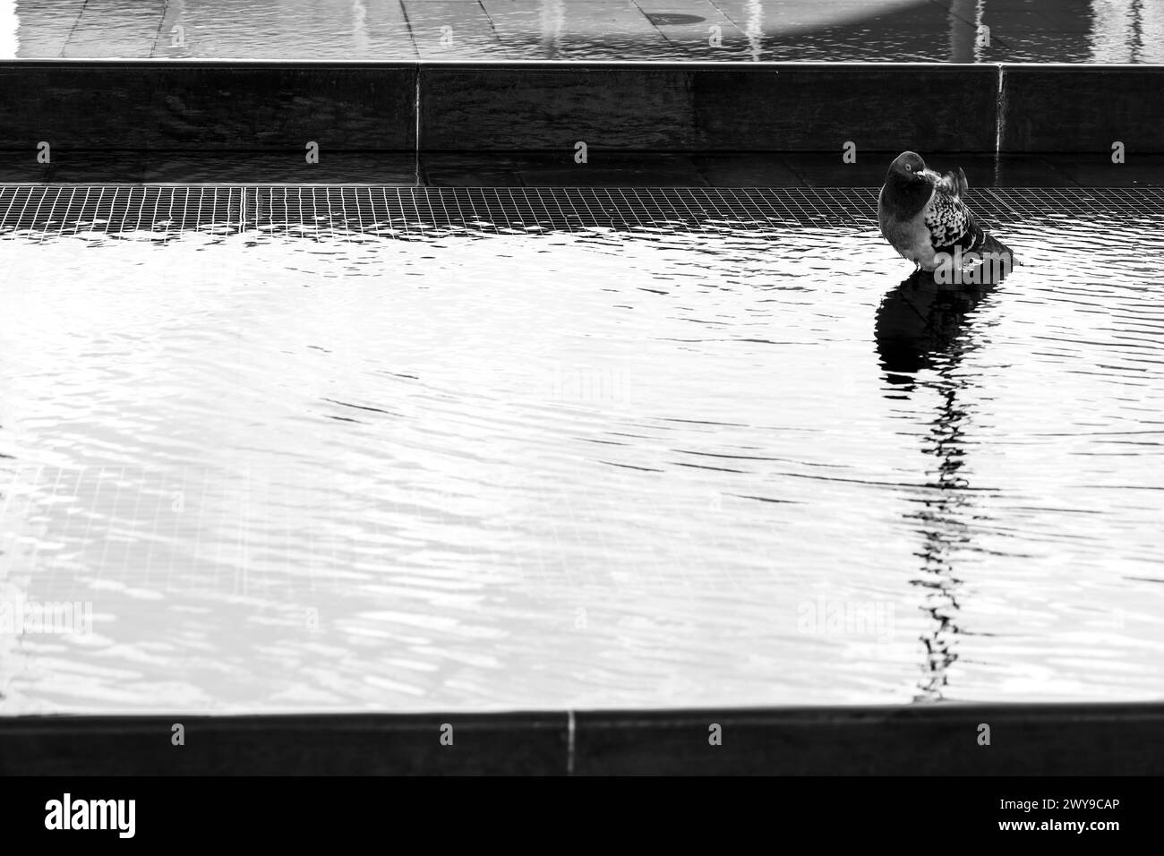 Pigeon cooling off in a fountain. Monochrome picture Stock Photo - Alamy
