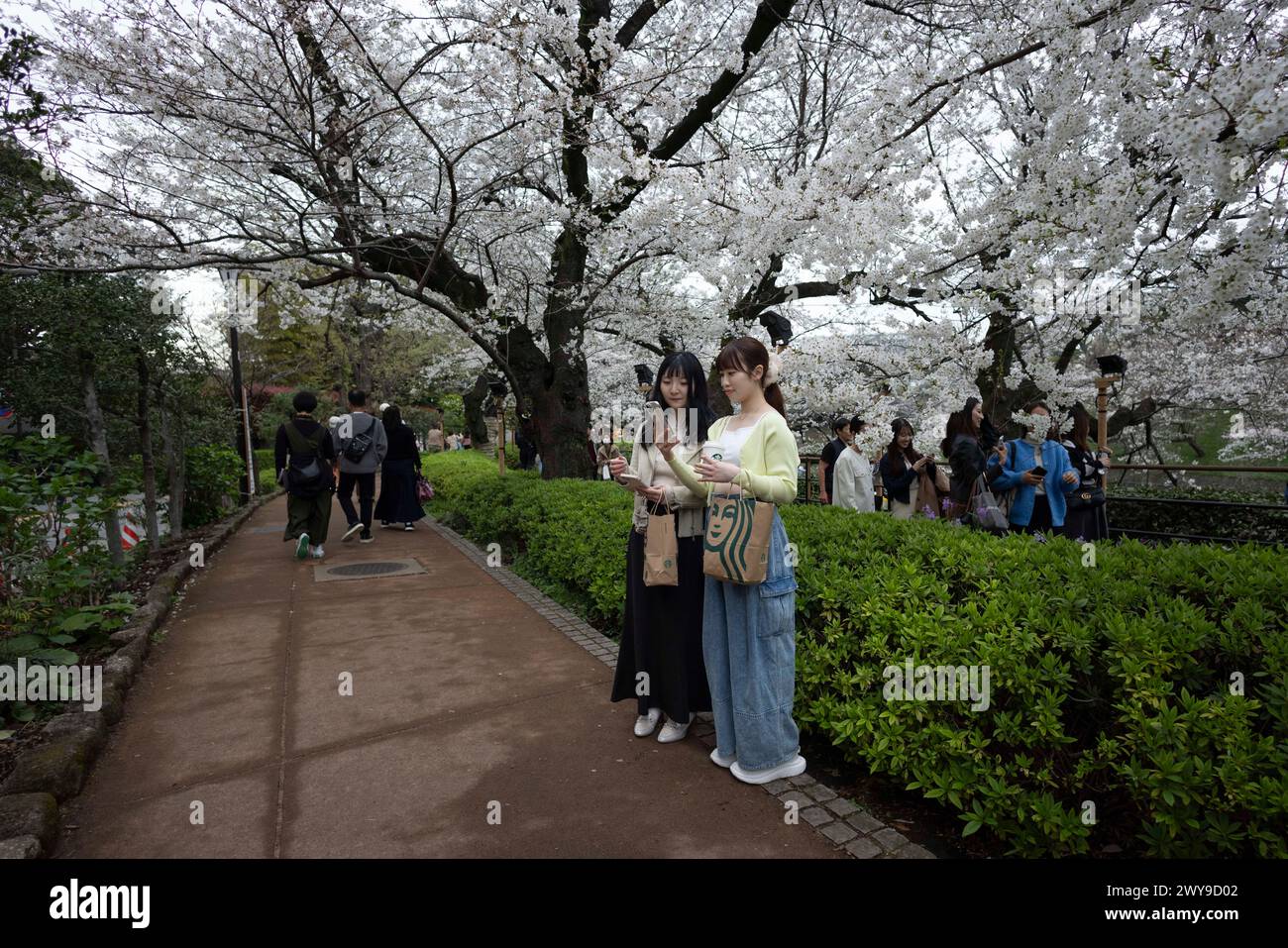 Tokyo japan april 2024 tourists hi-res stock photography and images - Alamy