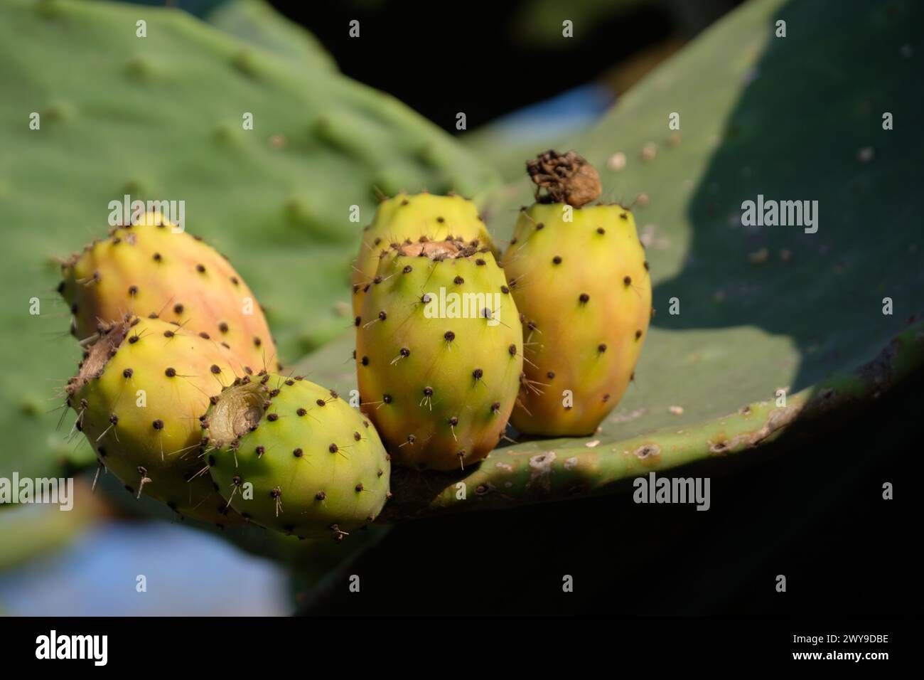 Opuntia, commonly called prickly pear, is a genus in the cactus family ...