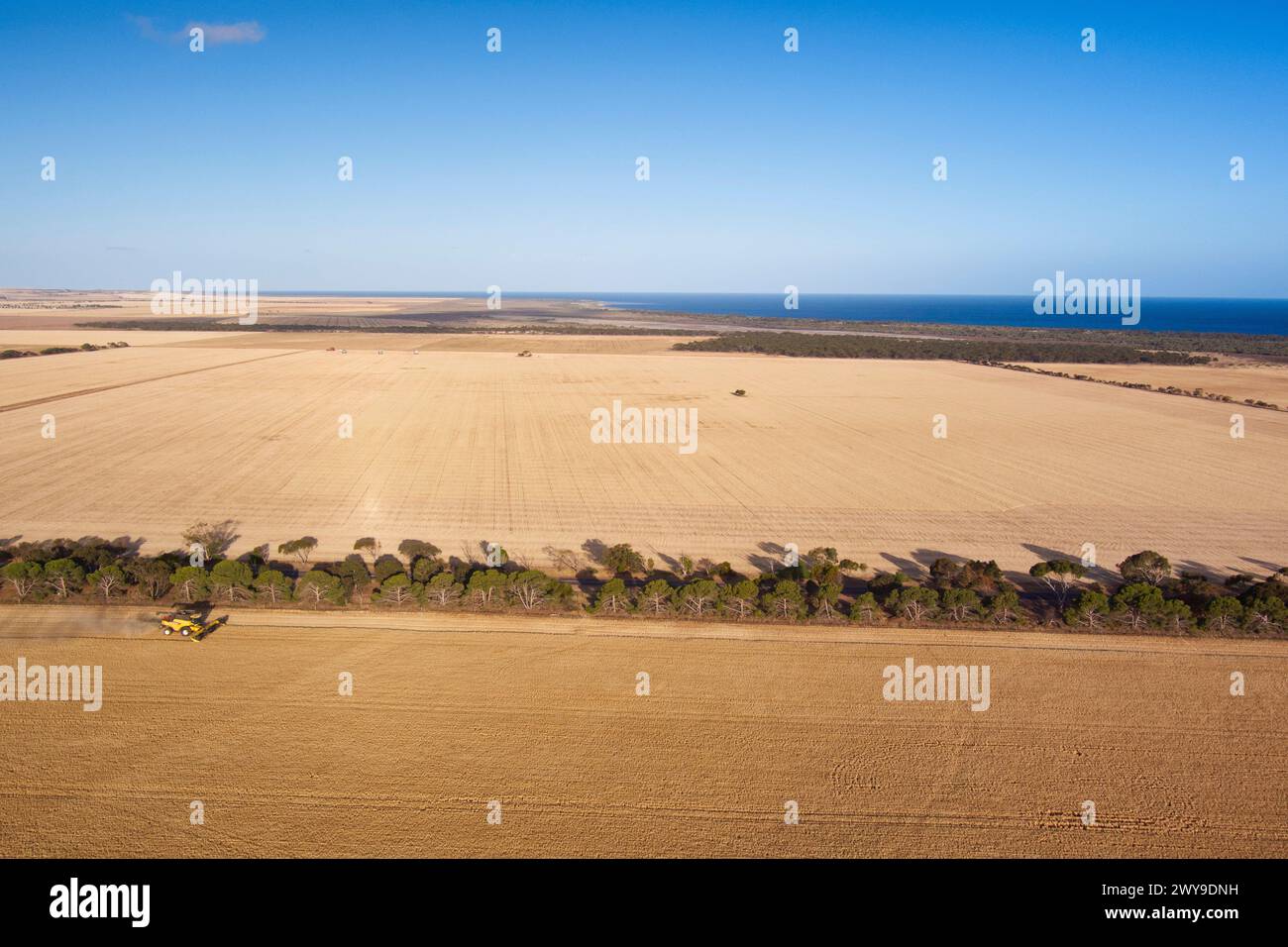 Aerial of combine harvester reaping wheat field near Tumby Bay Eyre ...