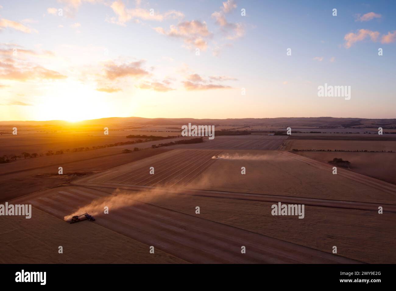 Aerial over combine harvester harvesting a wheat field at sunset near ...