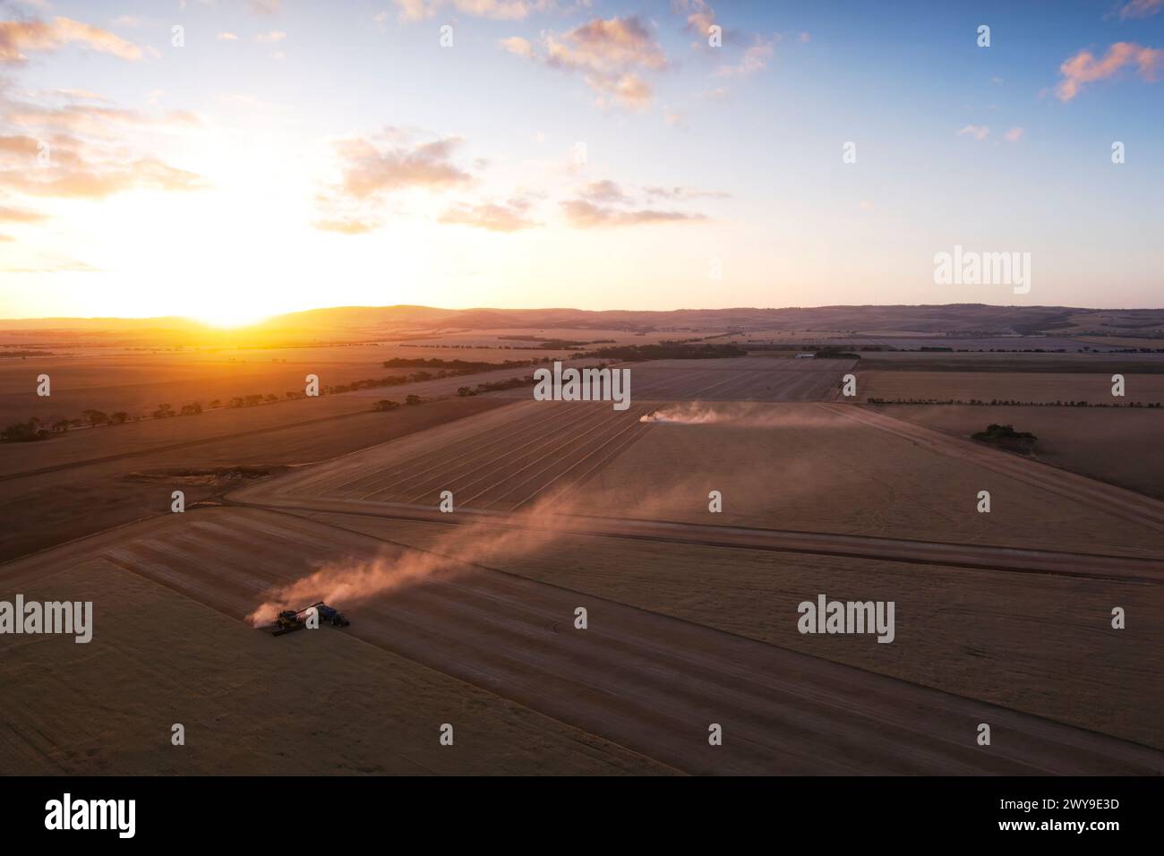 Aerial over combine harvester harvesting a wheat field at sunset near ...