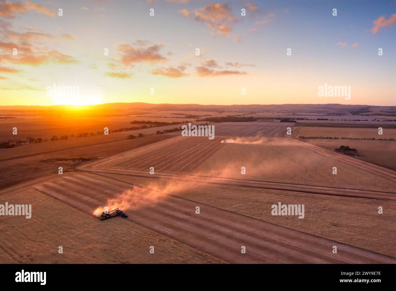 Aerial over combine harvester harvesting a wheat field at sunset near ...