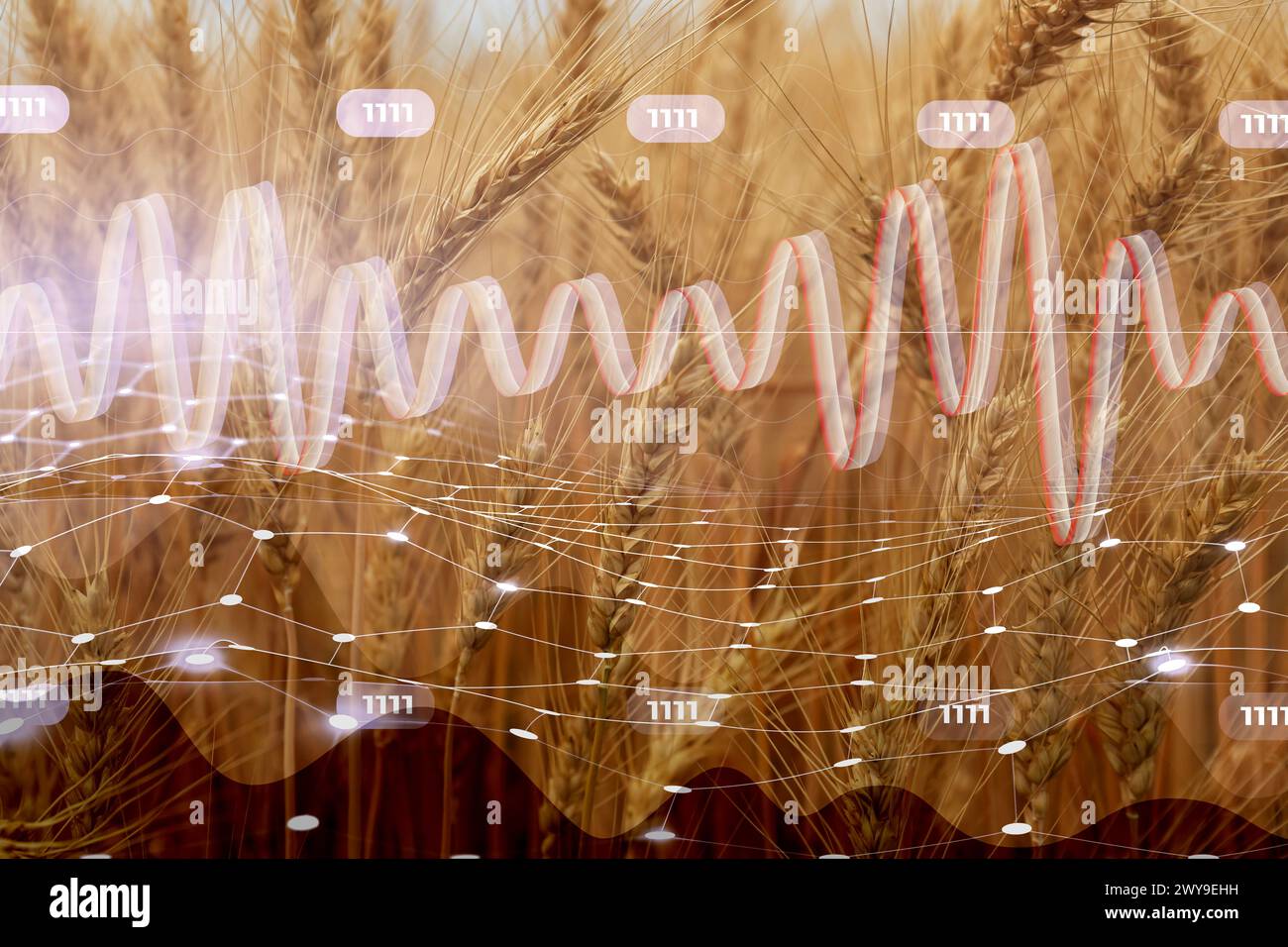 Grain prices. Wheat field and graphs, double exposure Stock Photo - Alamy
