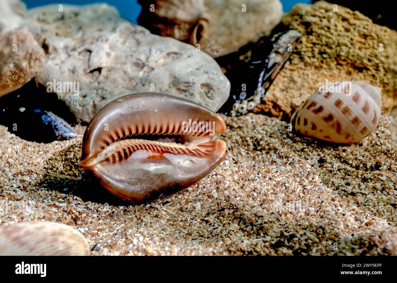 Mauritia Mauritiana or chocolate cowry, humpback cowry, seashell on a ...