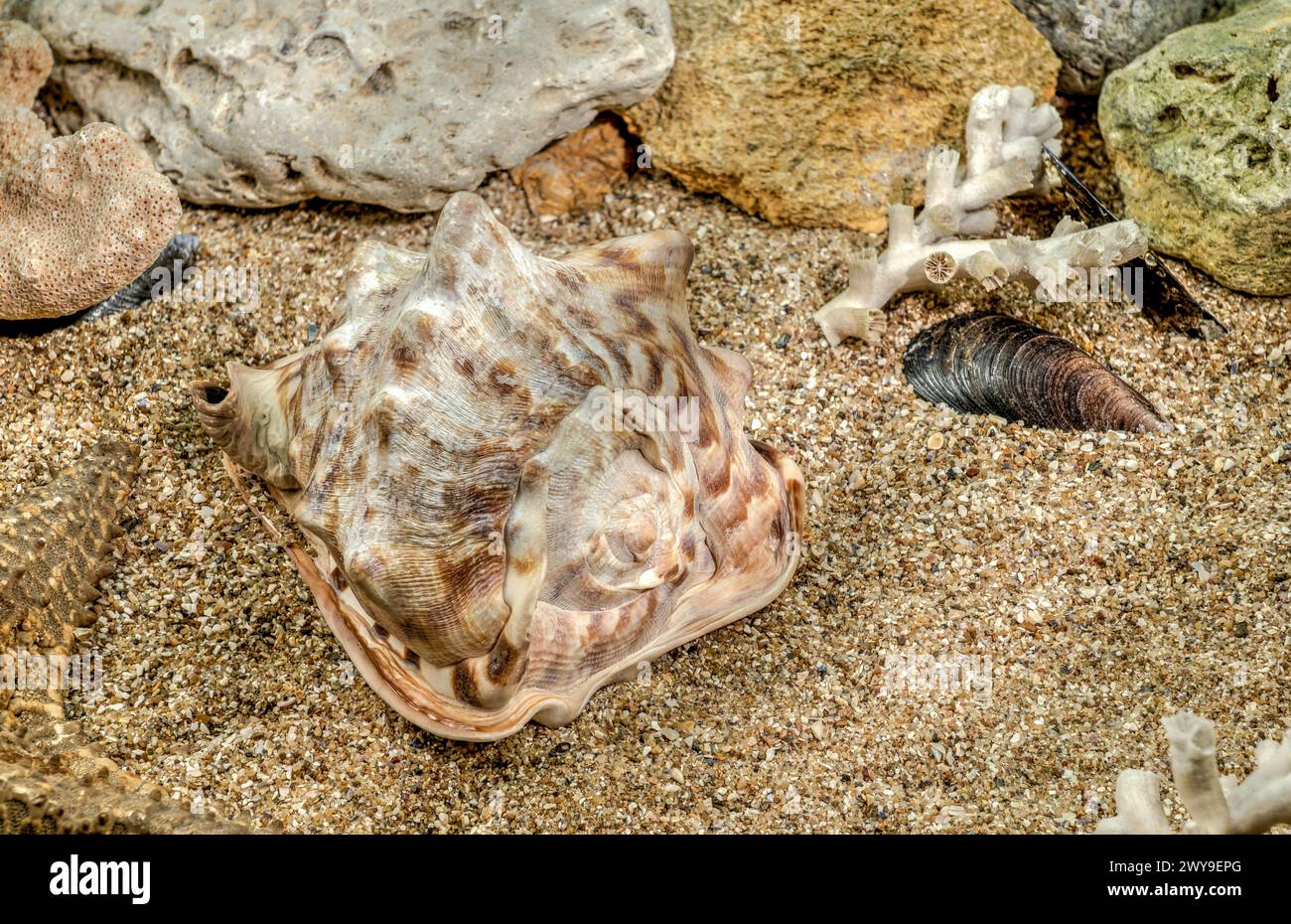 King helmet conch hi-res stock photography and images - Alamy