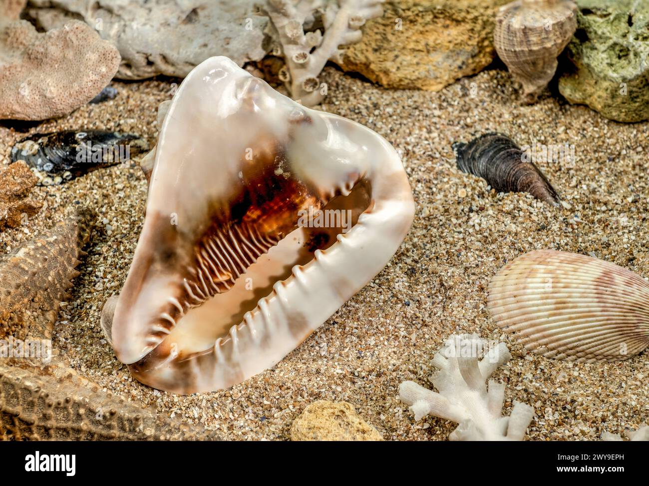 Caribbean King Helmet sea snail shell Cassis Tuberosa on a sand ...