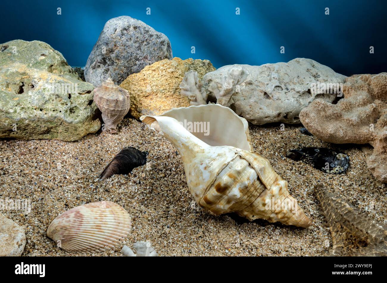 Pleuroploca trapezium sea snail shell Cassis Tuberosa on a sand ...