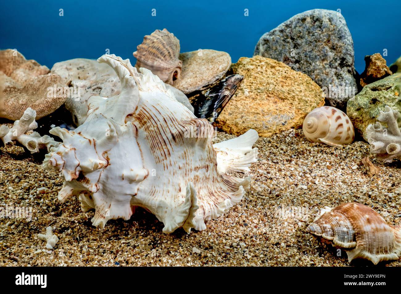 Conch shell underwater shot in hi-res stock photography and images - Alamy