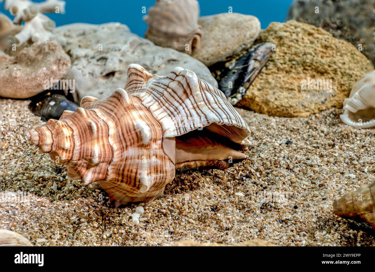 Trapezium fascilarium hi-res stock photography and images - Alamy