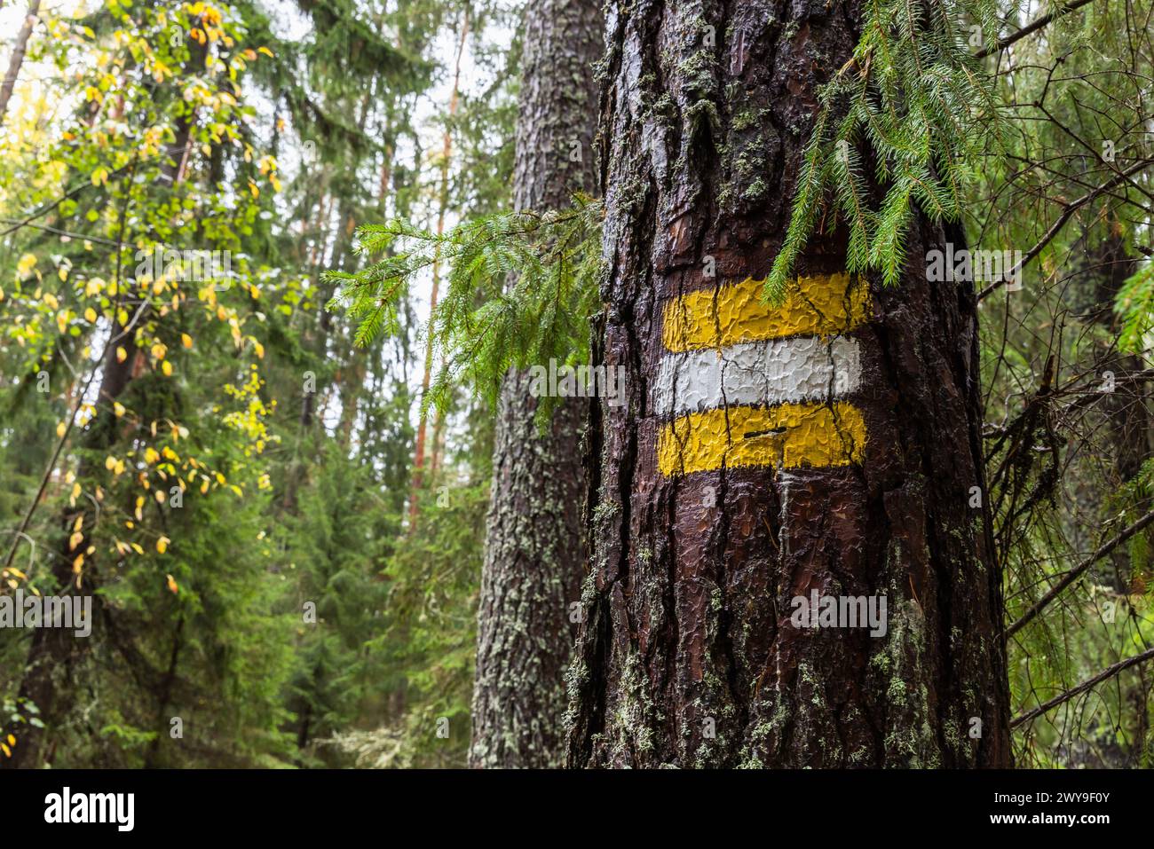 Yellow white striped sign in painted on pine tree bark. Hiking route ...
