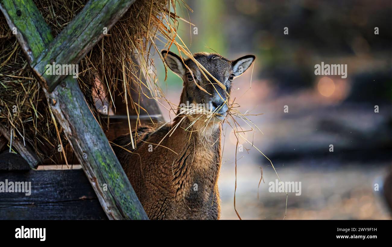 deer at the feeding ground Stock Photo - Alamy