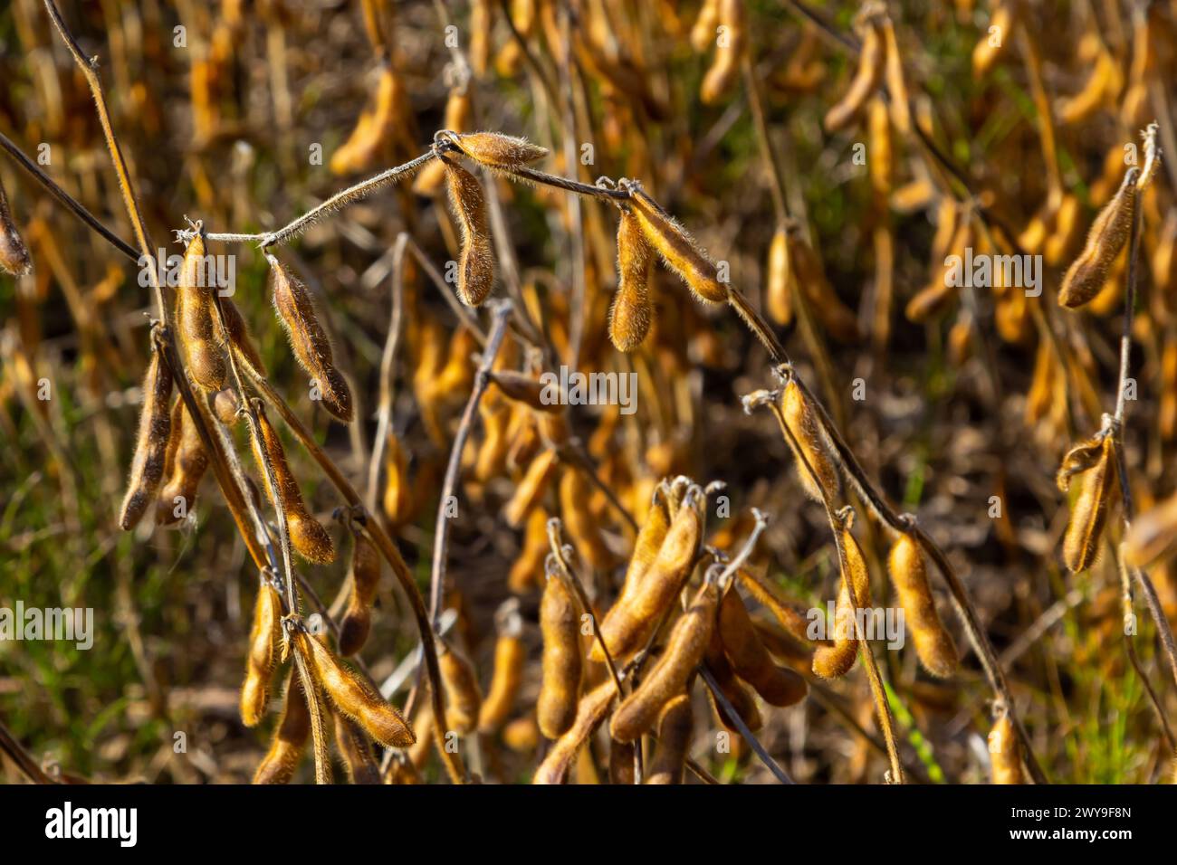 Agriculture soybean hi-res stock photography and images - Alamy