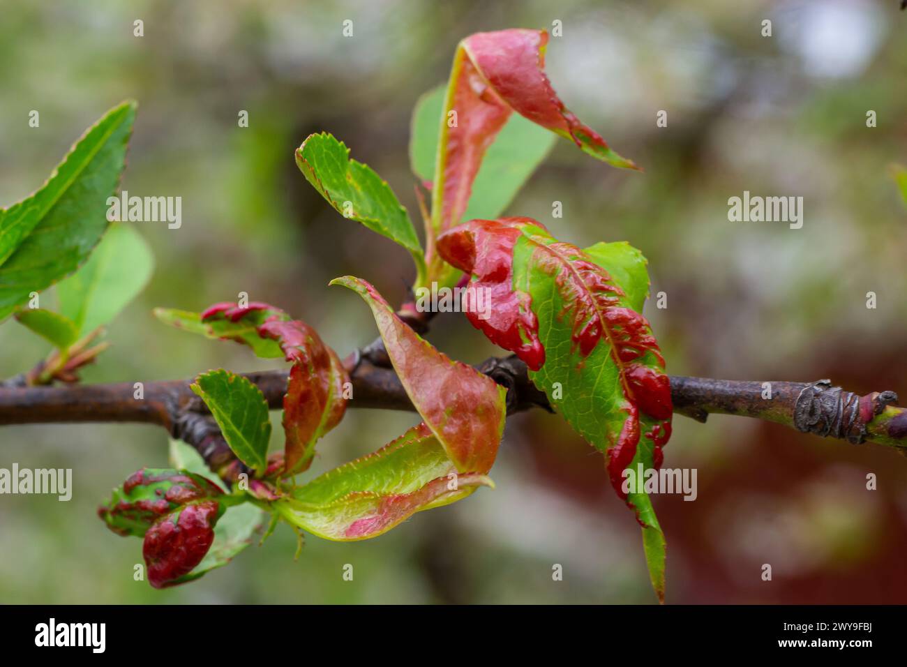 Sick leaves on the peach tree. Taphrina deformans Stock Photo - Alamy