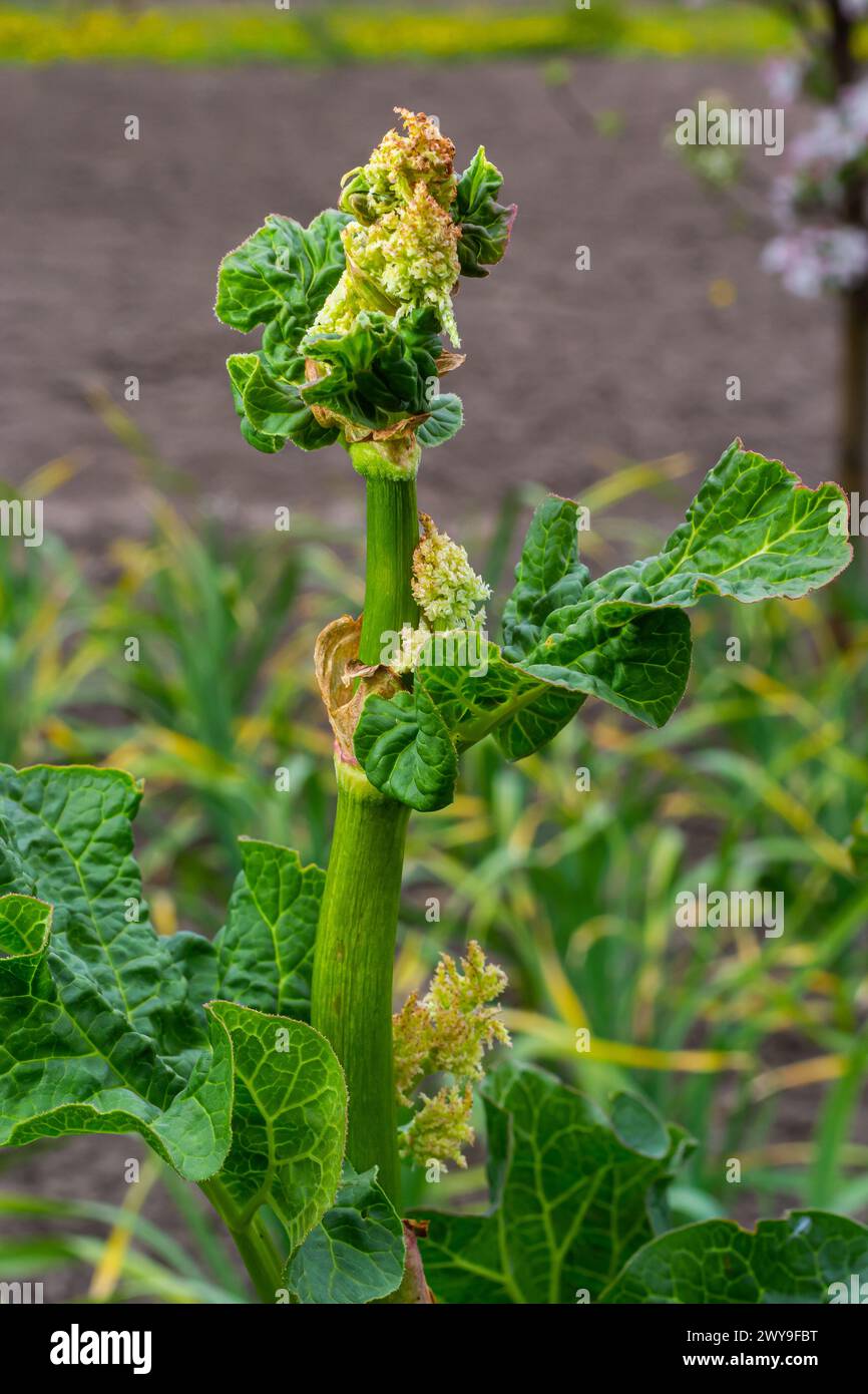 Rhubarb flower. Blooms of rhubarb flowers with green stem and leaves ...