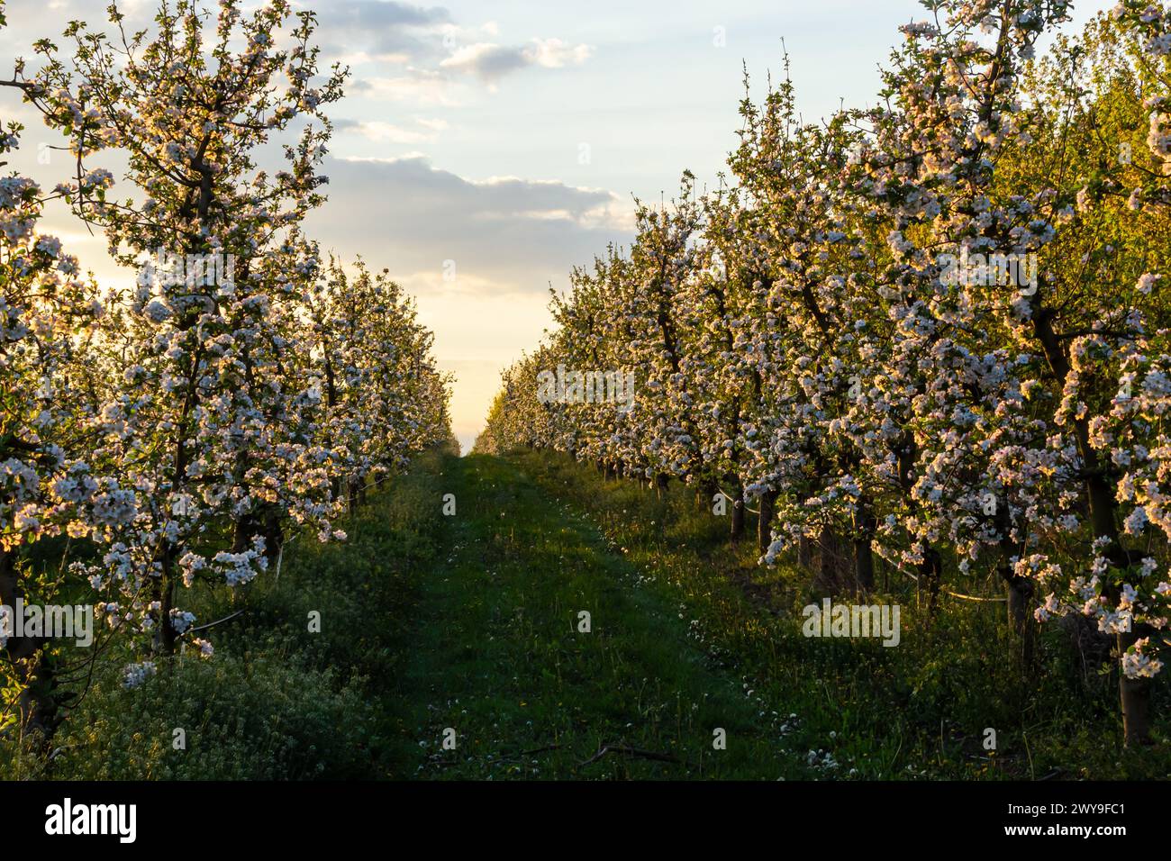 apple trees in the spring in the orchard, young apple trees on a ...