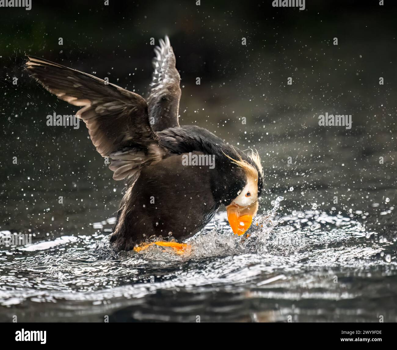 Horned Puffin (Fratercula corniculata) flapping its wings in water ...