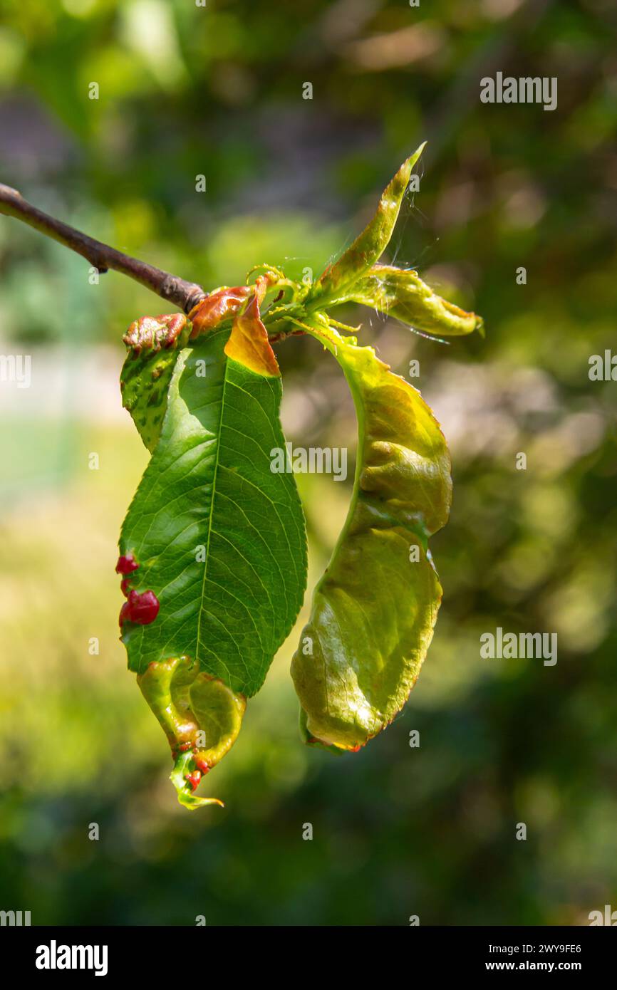 Sick leaves on the peach tree. Taphrina deformans Stock Photo - Alamy
