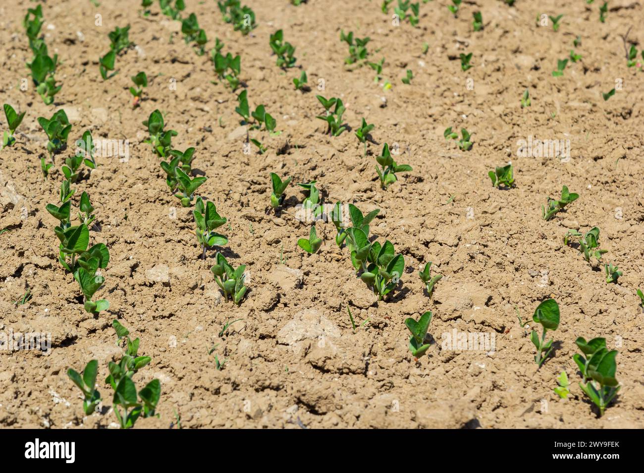 Seedling and farm crop field hi-res stock photography and images - Alamy