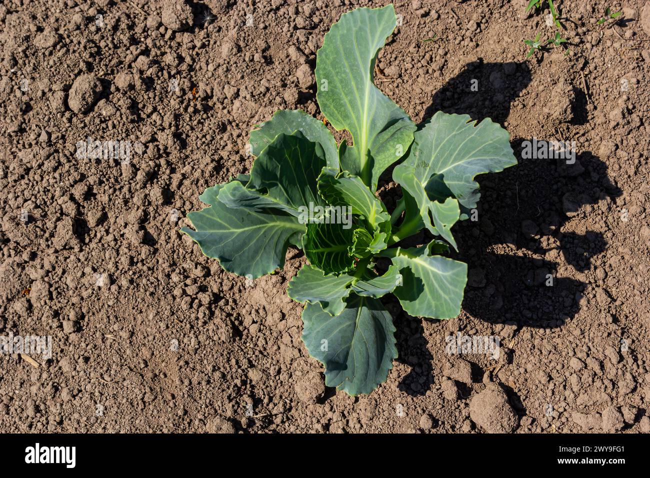 young cabbage sprout on the vegetable bed Stock Photo - Alamy
