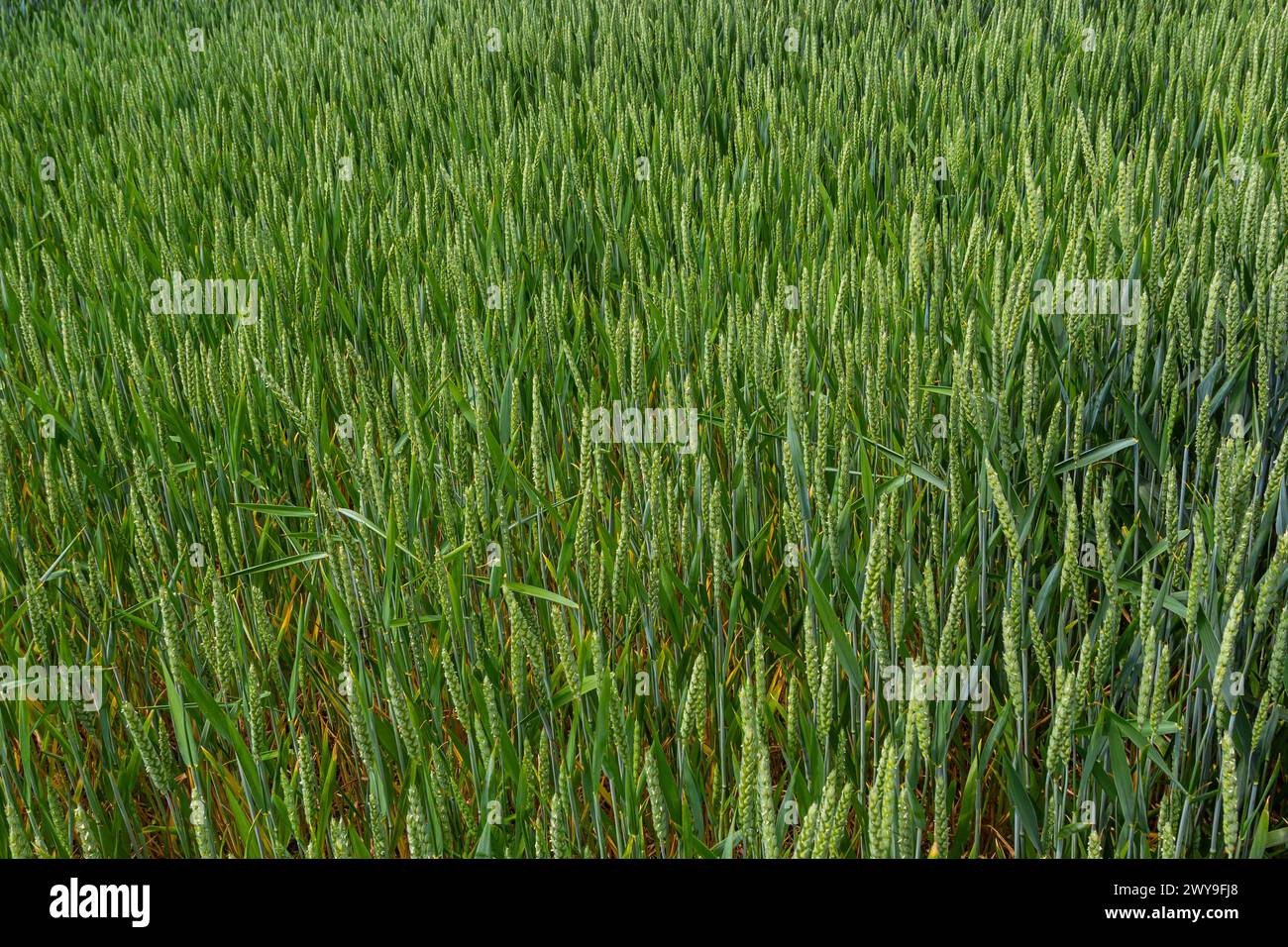 Green wheat field. Green background with wheat. Young green wheat ...