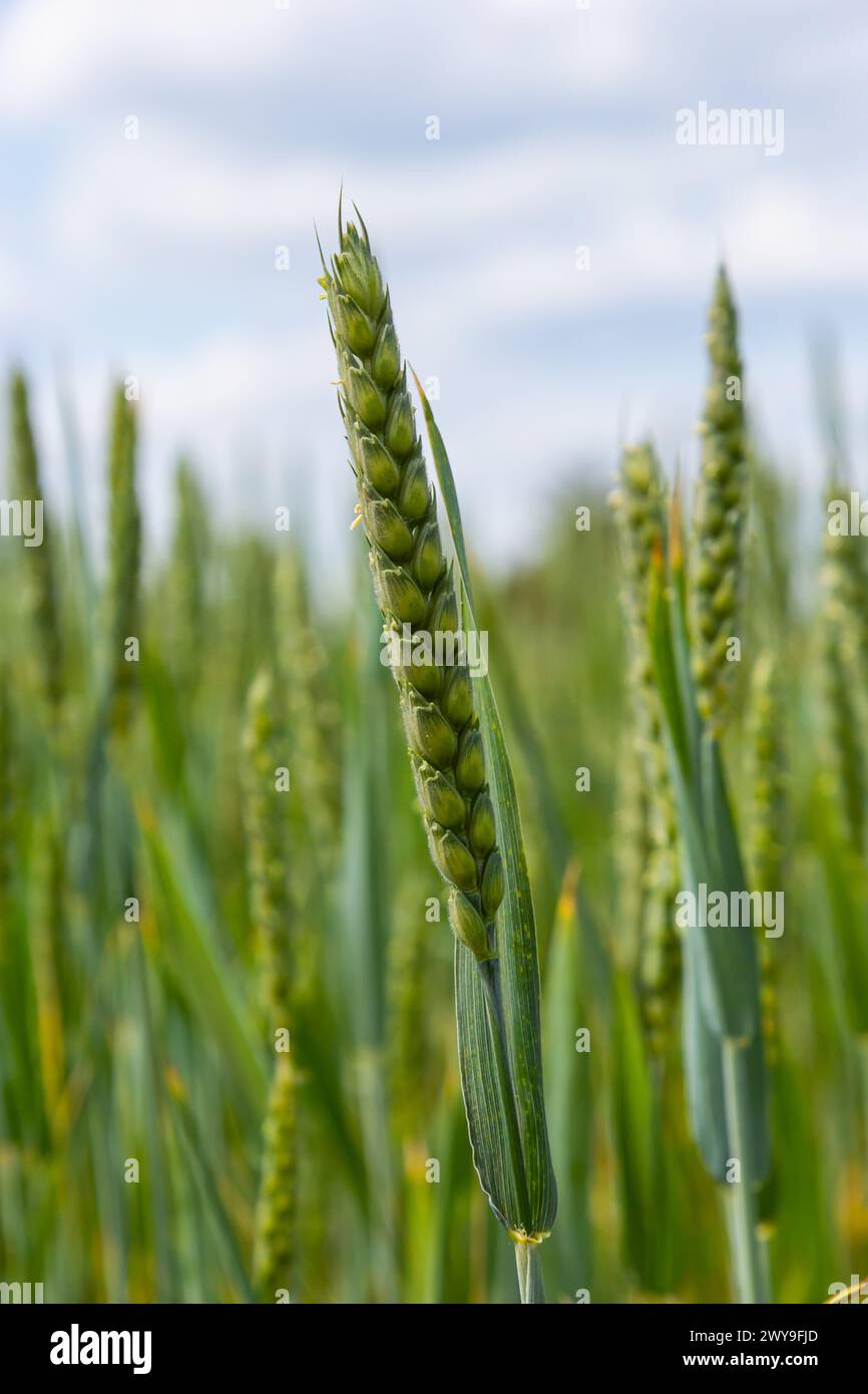Rye field cereal growing crop hi-res stock photography and images - Alamy