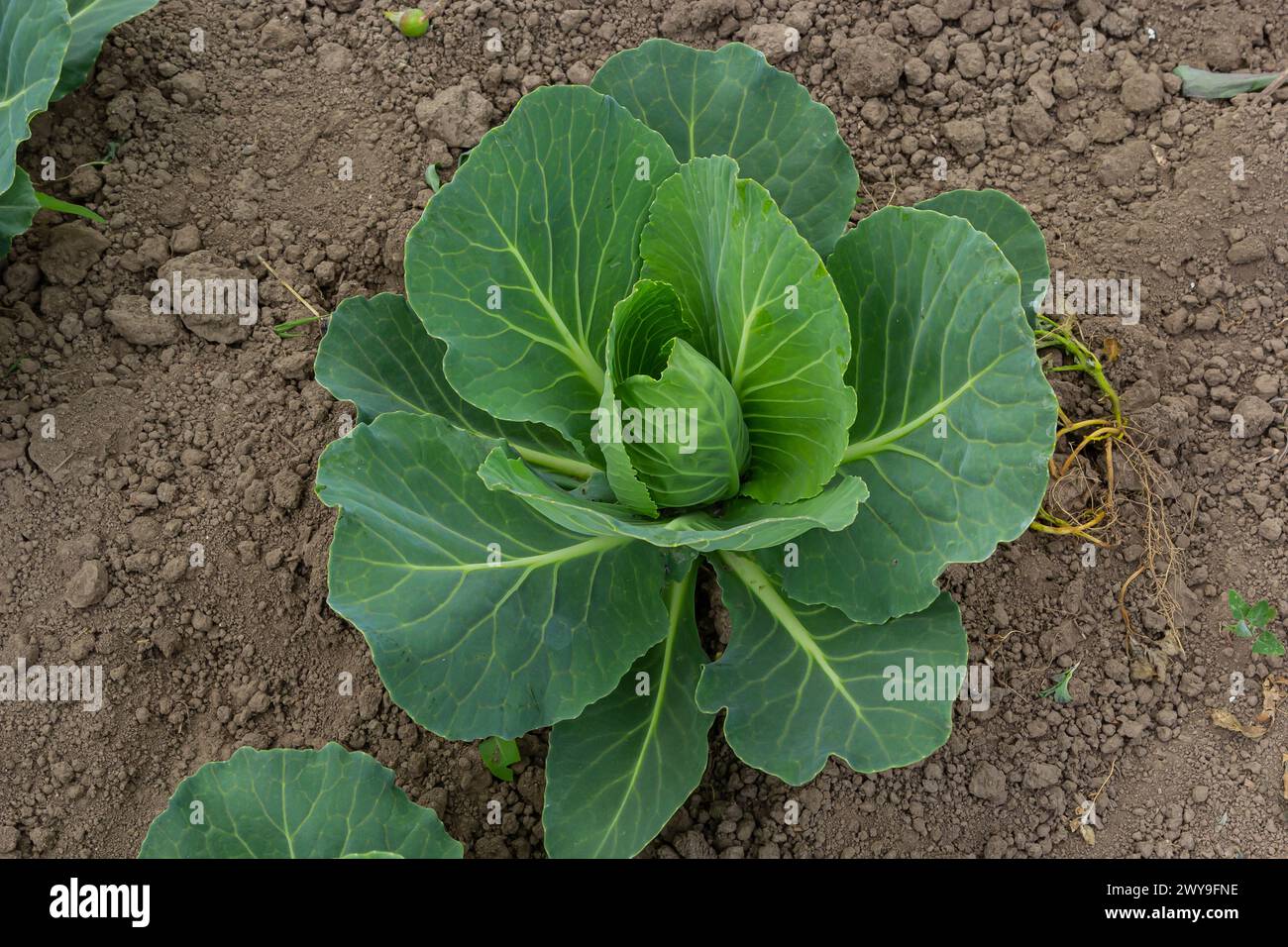 young cabbage sprout on the vegetable bed Stock Photo - Alamy