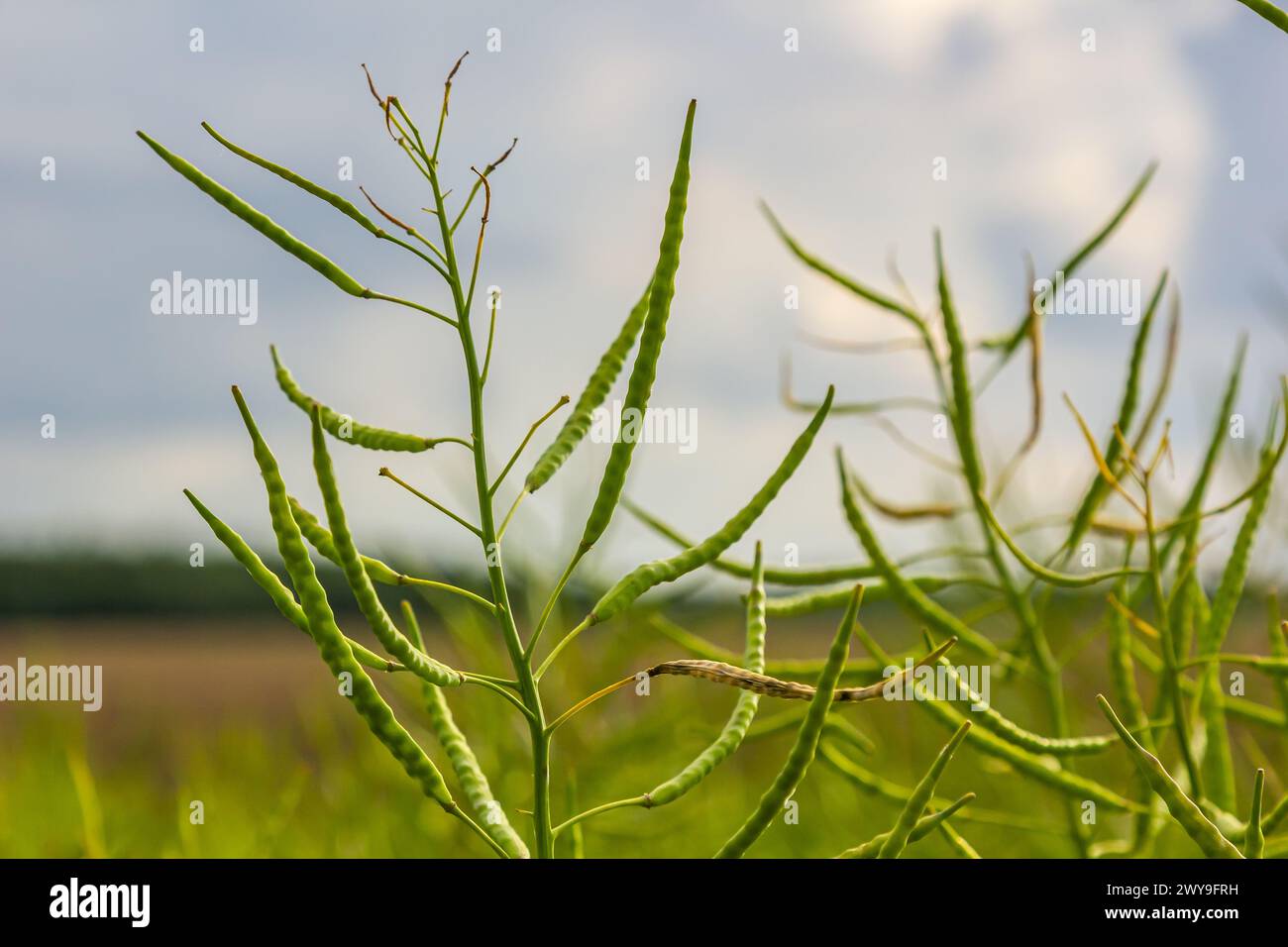 Oil seed rapeseed hi-res stock photography and images - Alamy