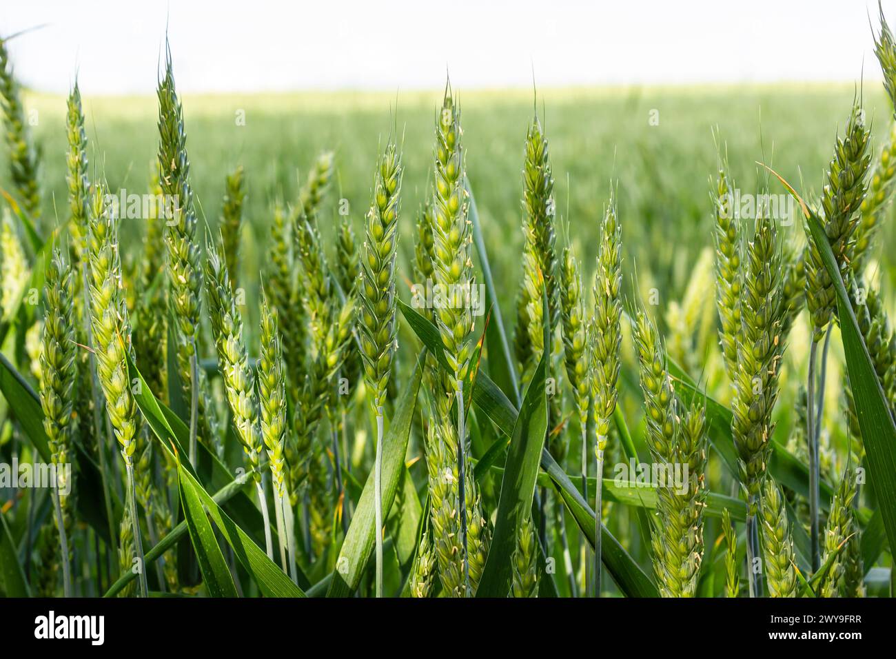 Rye field cereal growing crop hi-res stock photography and images - Alamy