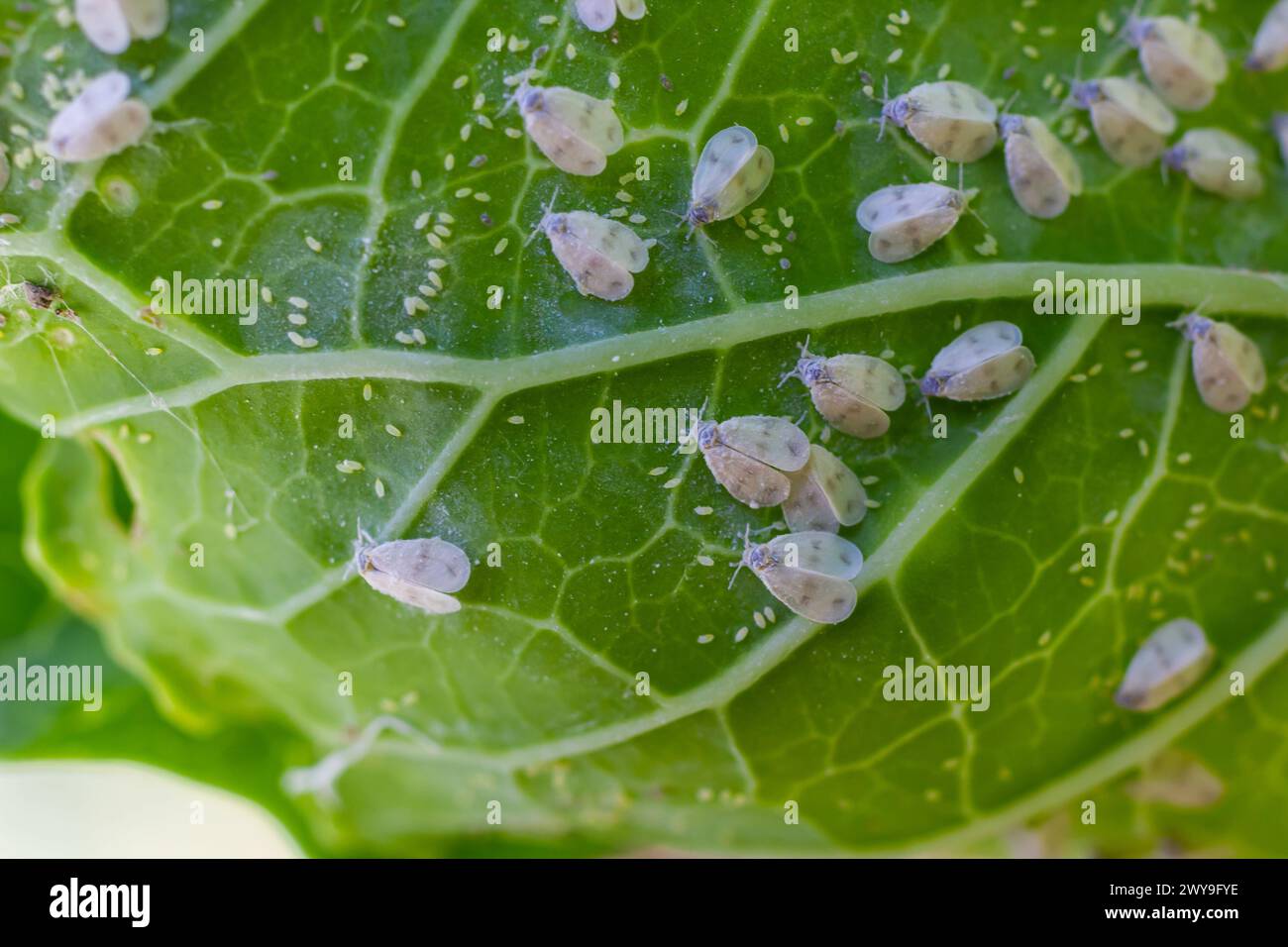 Underside of plants leaves with pest Cabbage Whitefly Aleyrodes ...