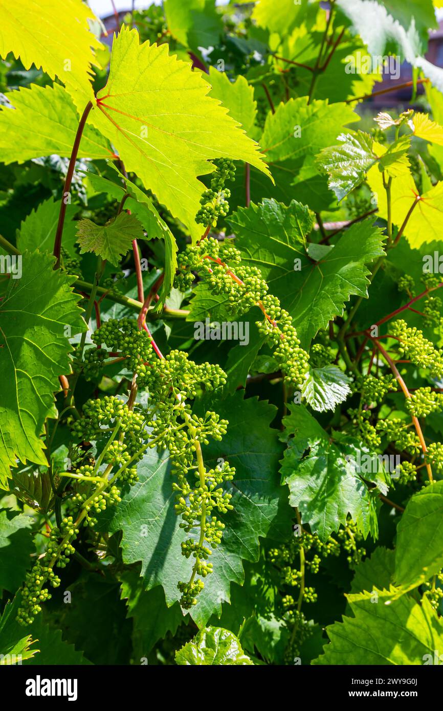 flower buds and leaves of shoots grapevine spring, agriculture nature ...