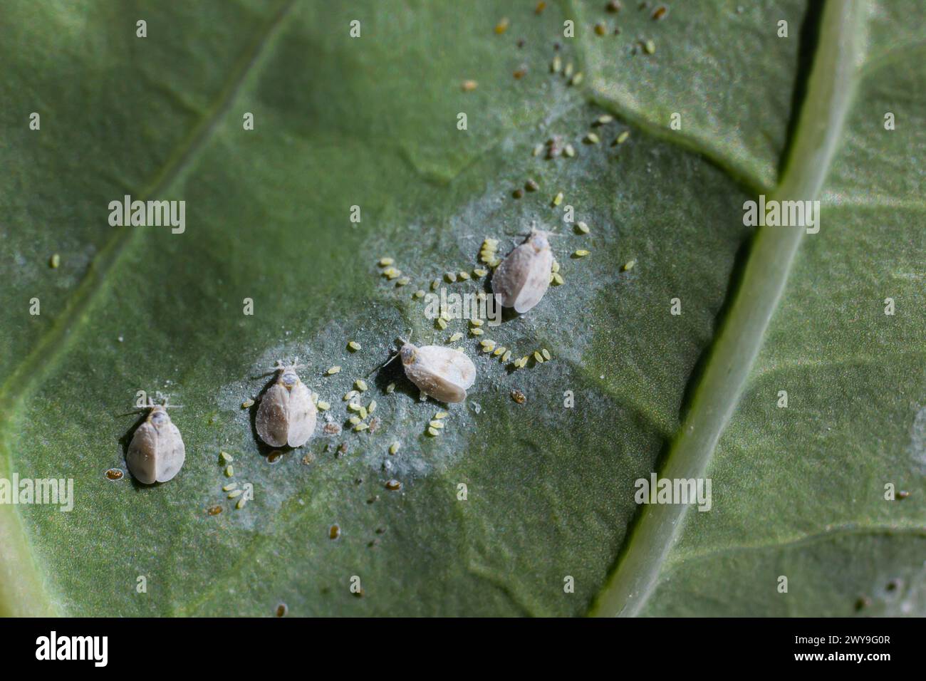 Underside of plants leaves with pest Cabbage Whitefly Aleyrodes ...