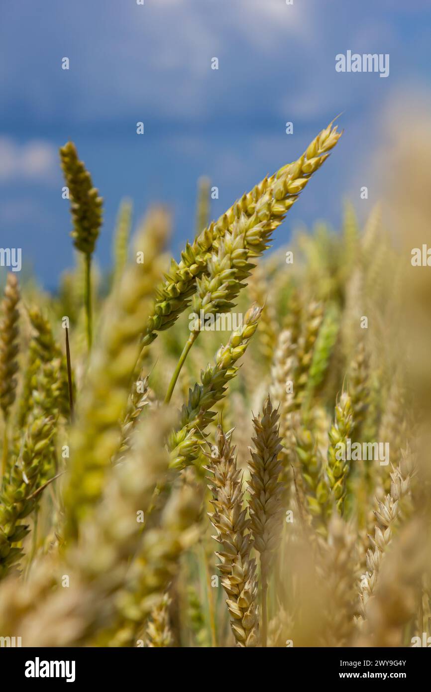 Rye plant hi-res stock photography and images - Alamy