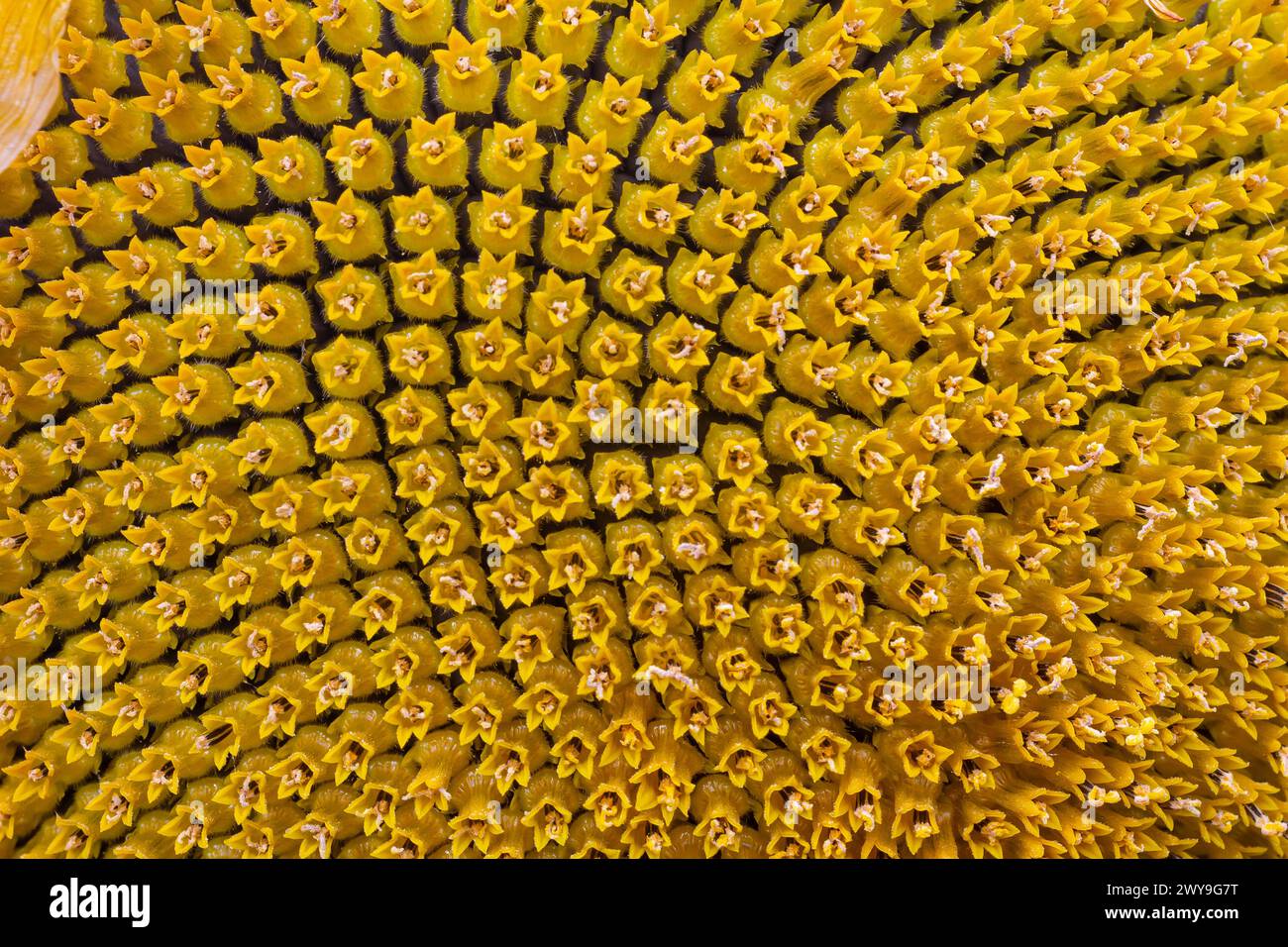 Sunny petal texture hi-res stock photography and images - Alamy