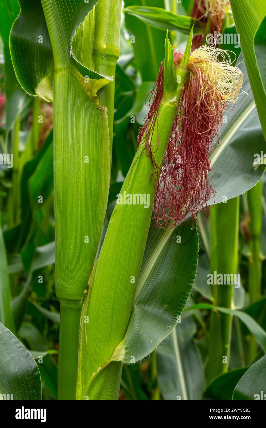Fresh corn cob on tree hi-res stock photography and images - Alamy