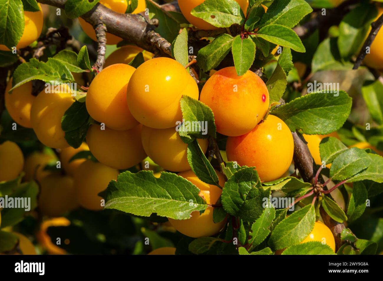 Ripe plums on green branches in the garden. A few fresh juicy round red ...