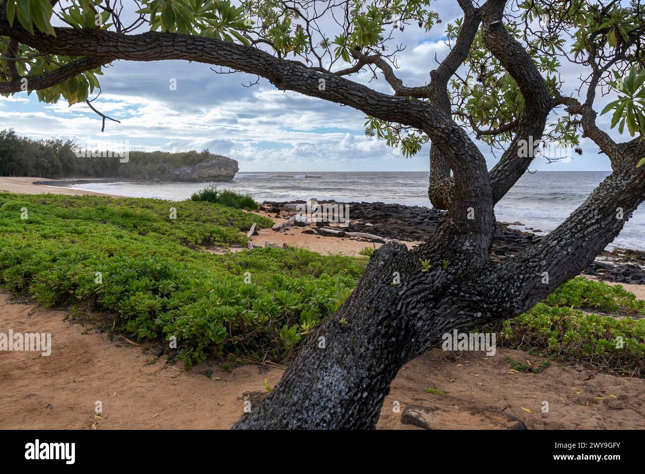 A lone kukui tree stands along Shipwreck beach and the Pacific Ocean in ...