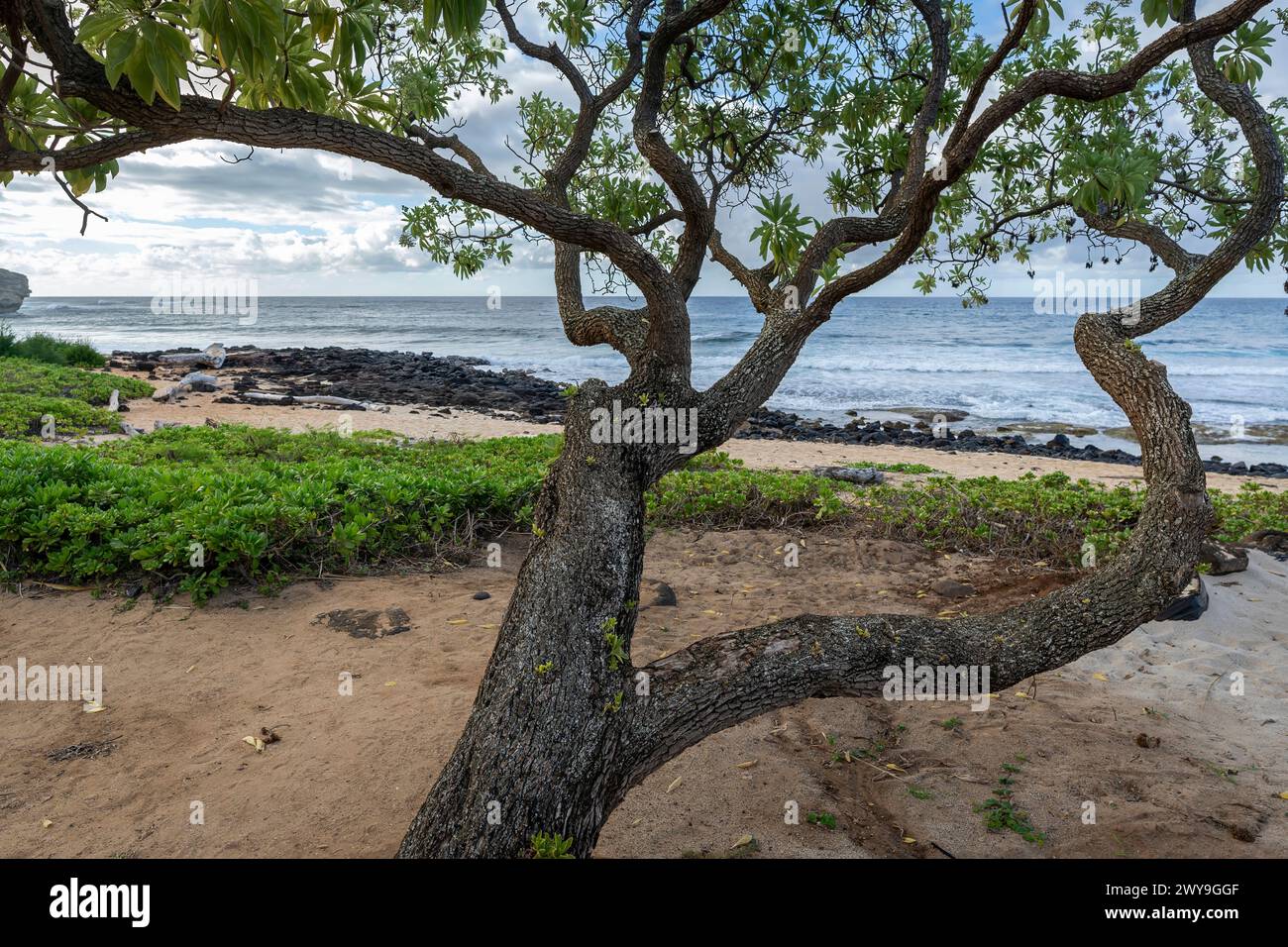 A lone kukui tree stands along Shipwreck beach and the Pacific Ocean in ...