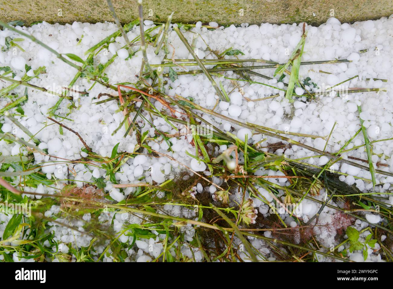 Destroyed leaf hi-res stock photography and images - Alamy