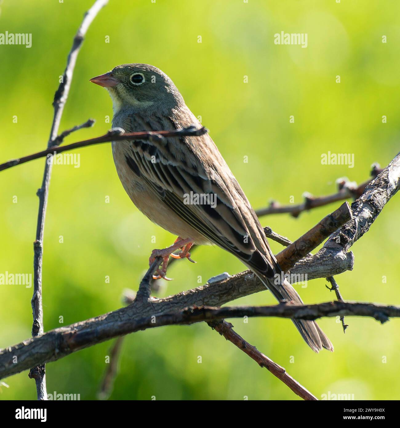 Ortolan bunting bird emberiza hi-res stock photography and images - Alamy