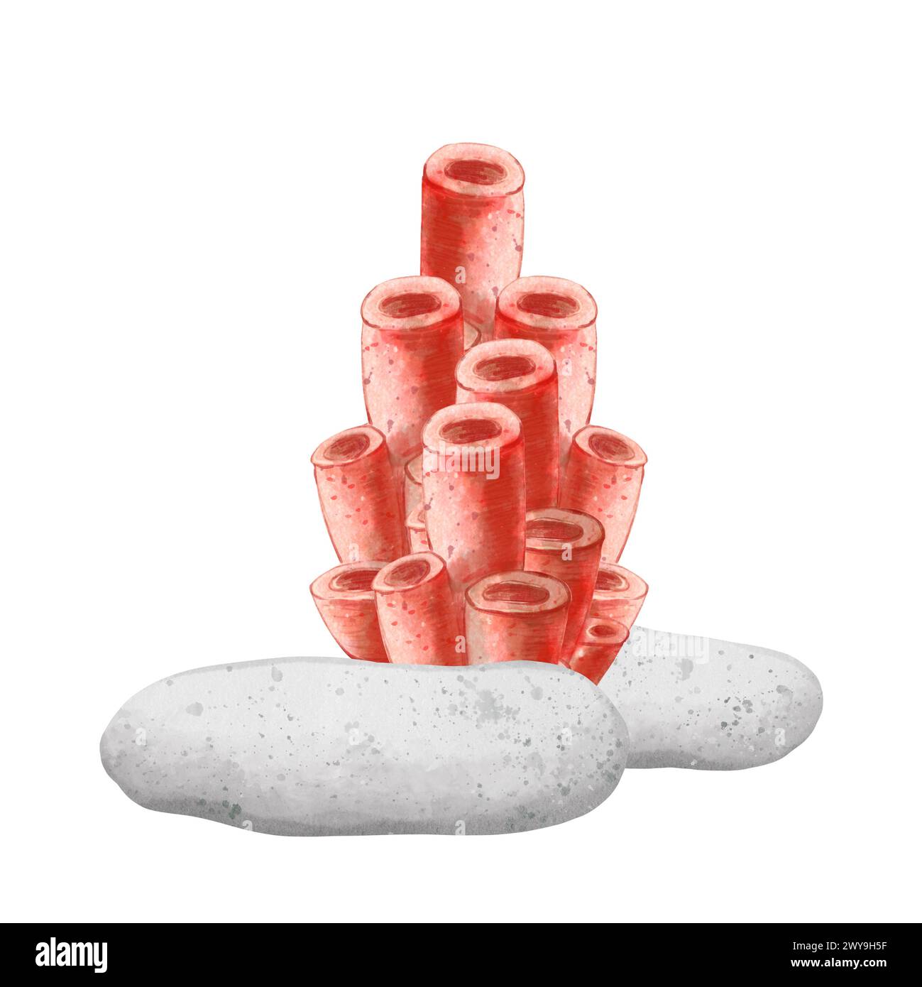 Aquarium composition with pebble and sea sponge. Watercolor hand drawn ...